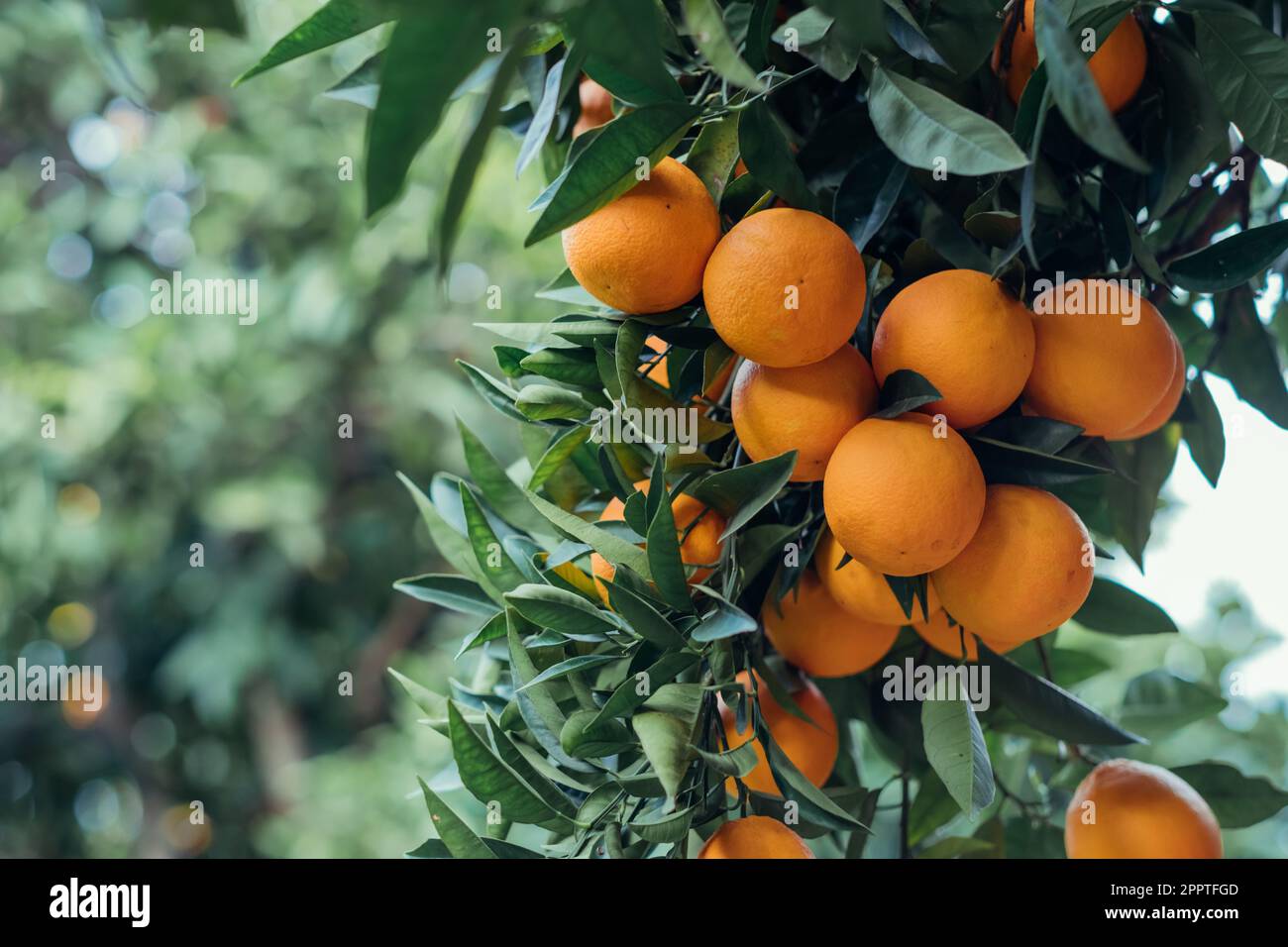 Orchard. Trees and branches with ripe juicy citrus fruits Stock Photo ...