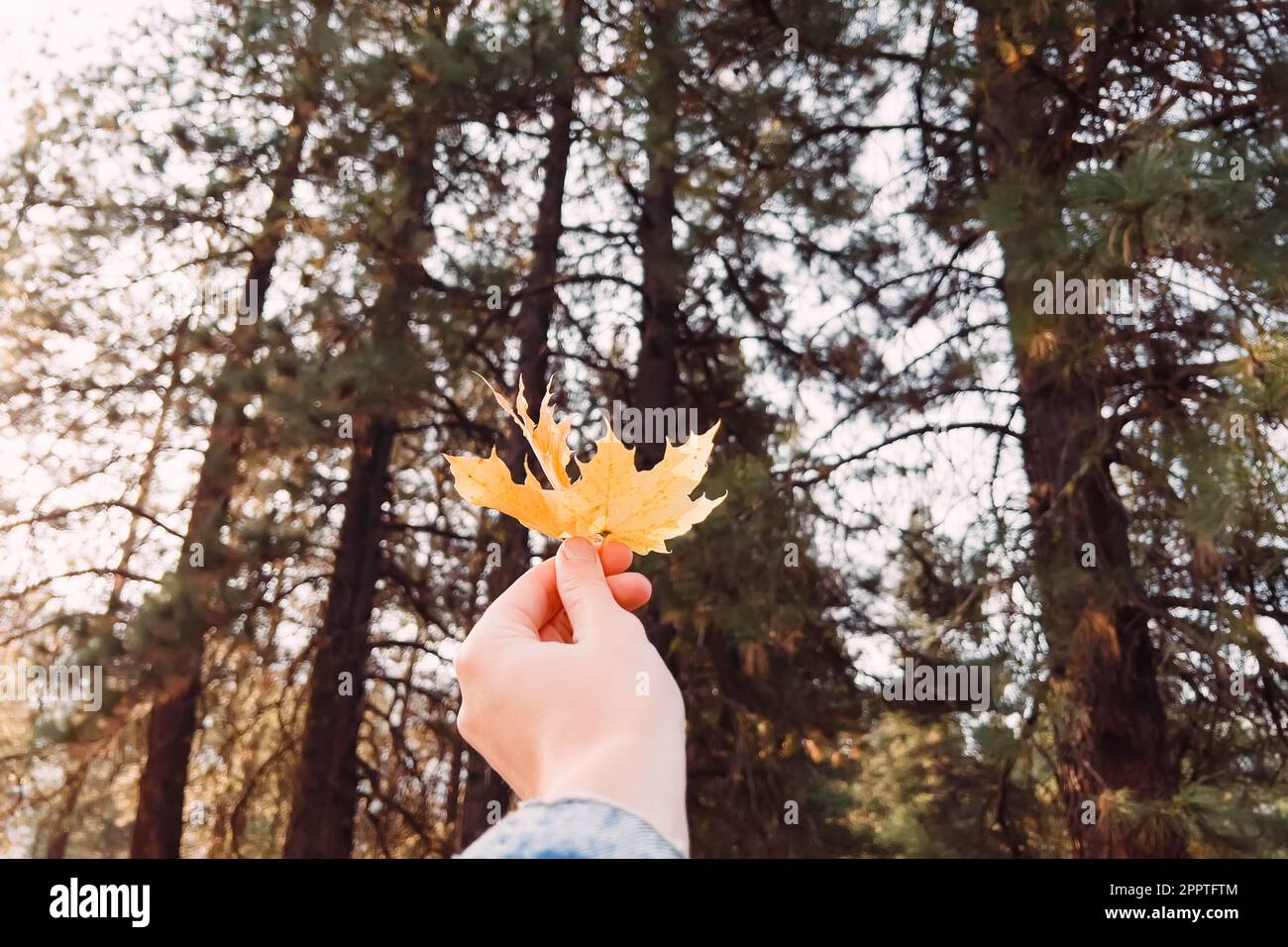 Womans hand holding yellow autumn leaf hi-res stock photography and ...