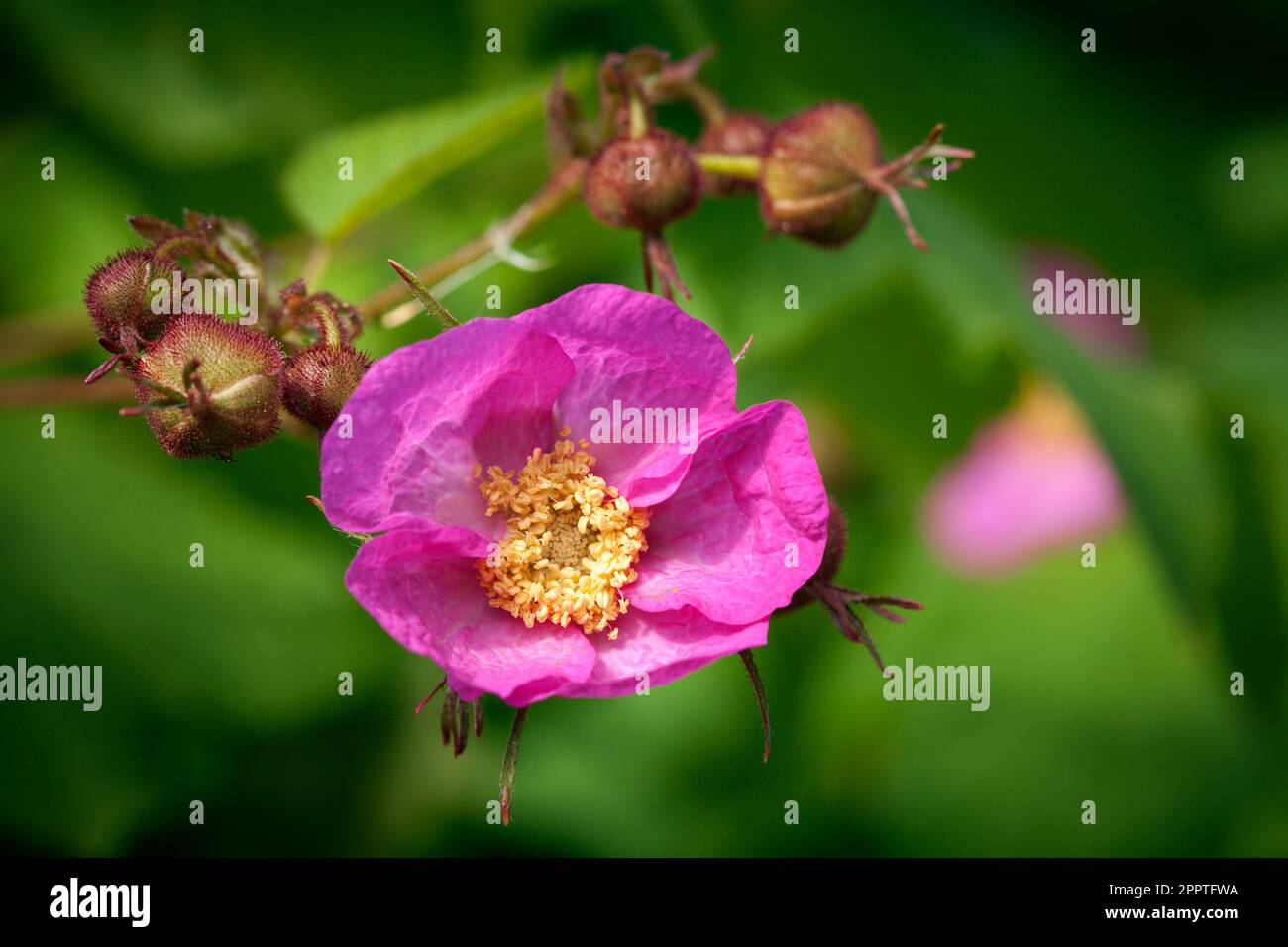 Virginia raspberry rubus odoratus hi-res stock photography and images ...