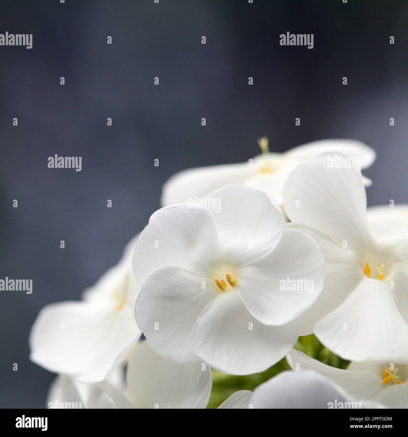 Closeup on a white flower in a garden. Fuzzy, dark background Stock ...