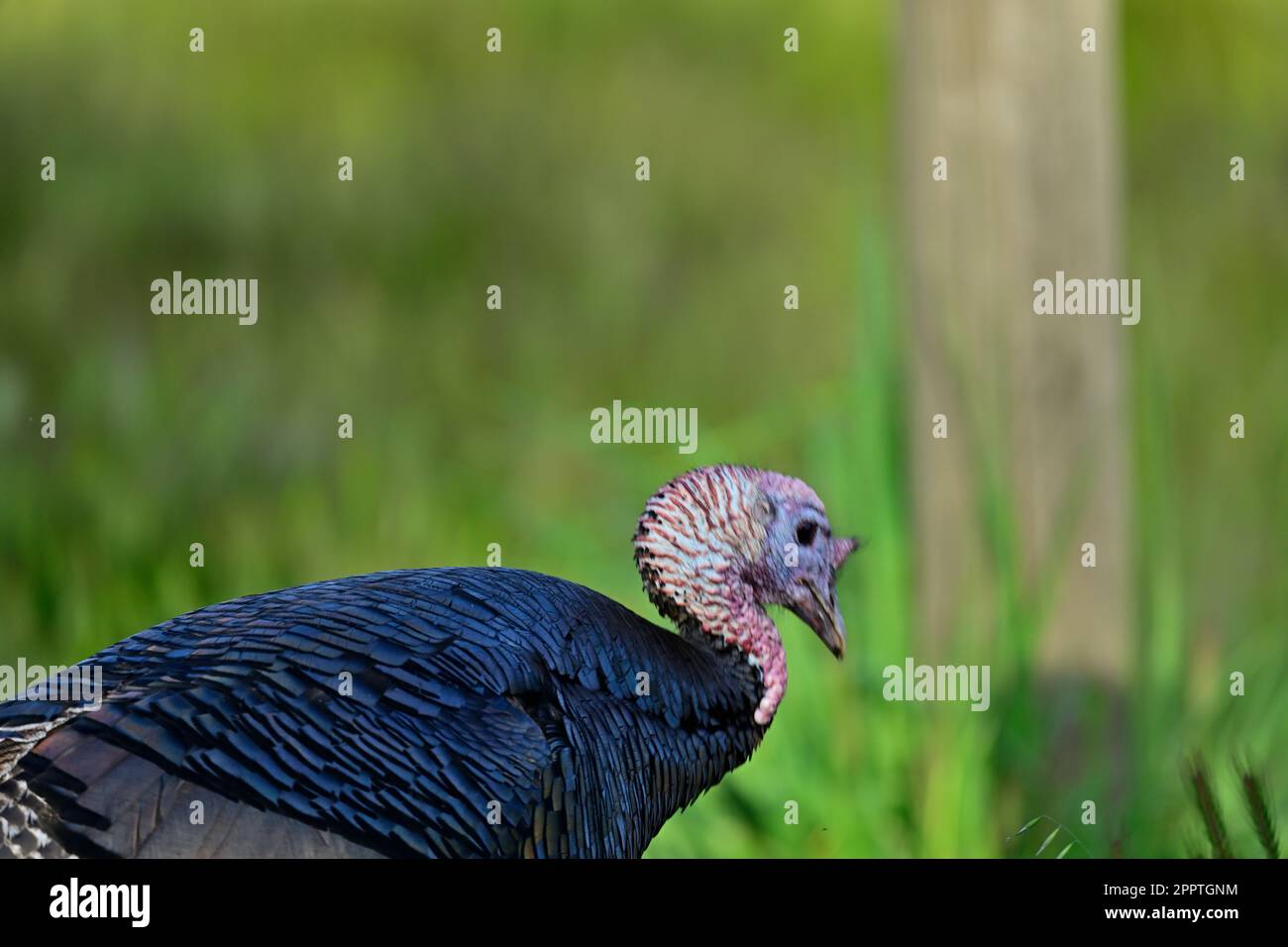 Wild Turkey Hen Portrait - Meleagris gallopavo Stock Photo - Alamy