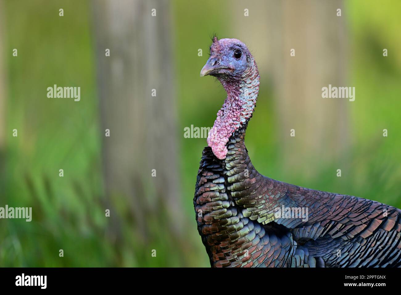Wild Turkey Hen Portrait - Meleagris gallopavo Stock Photo - Alamy