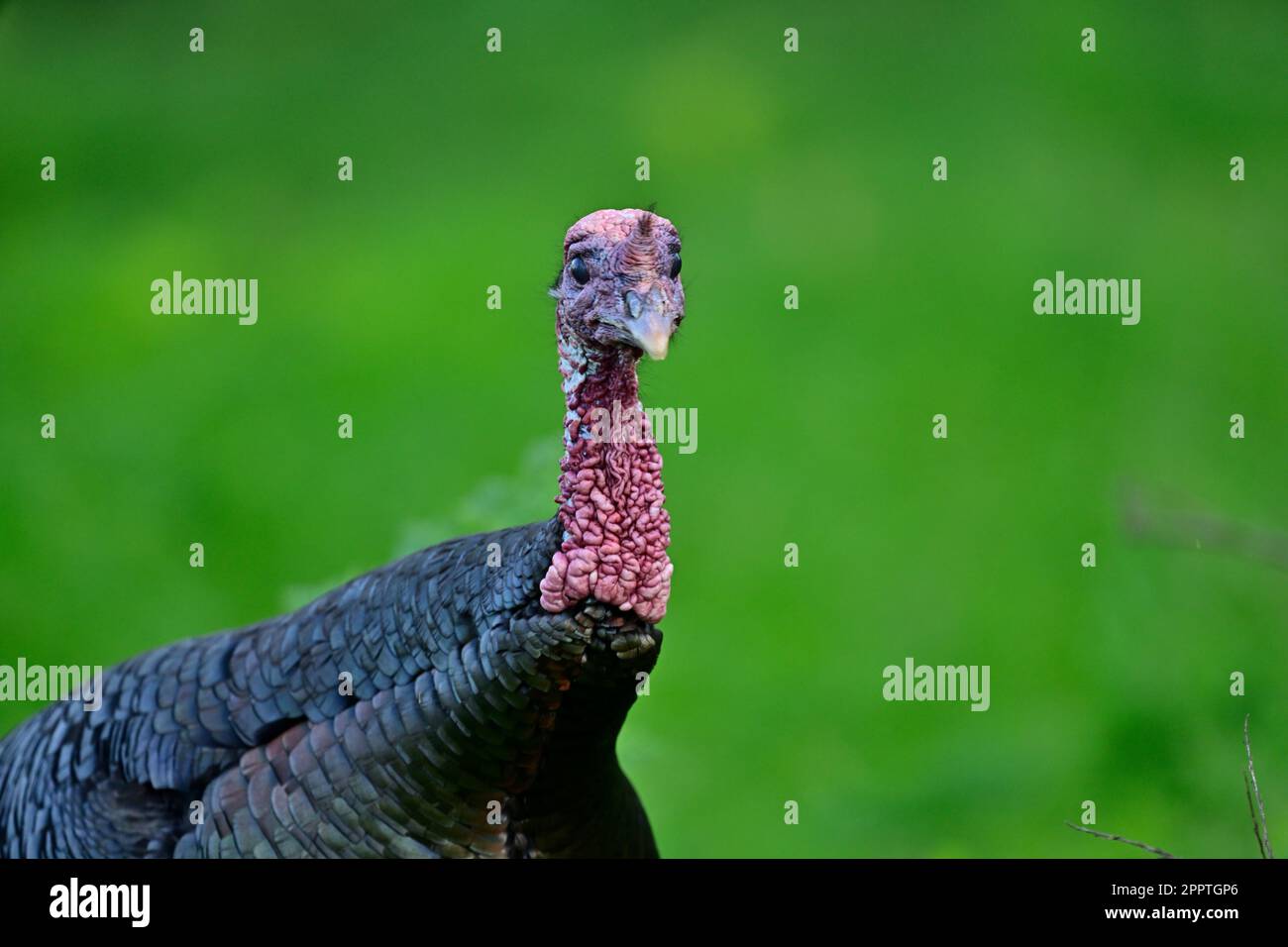 Wild Turkey Hen Portrait - Meleagris gallopavo Stock Photo - Alamy