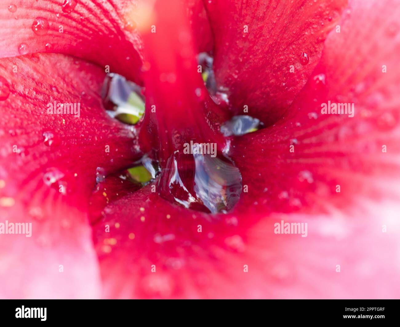 Glistening glassy pooled rain water, teardrop shaped drops, in the ...