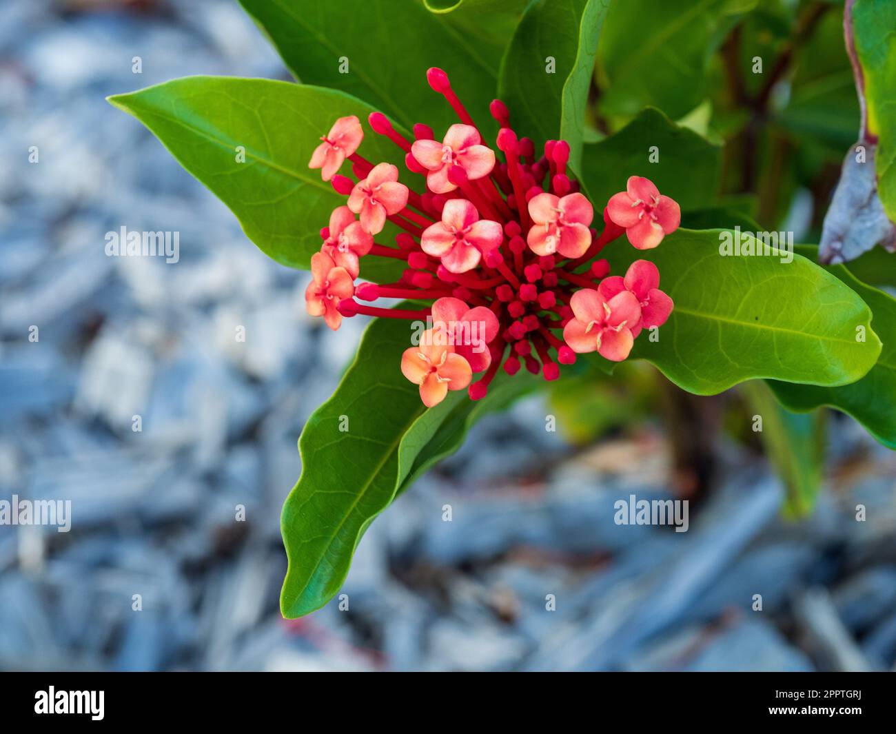 Ixora Coccinea ‘Coral Fire’ flowers, scarlet orange blooms and green ...
