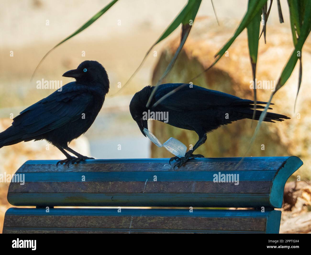 Crows, Australian Ravens on a seat picking at a plastic food container ...