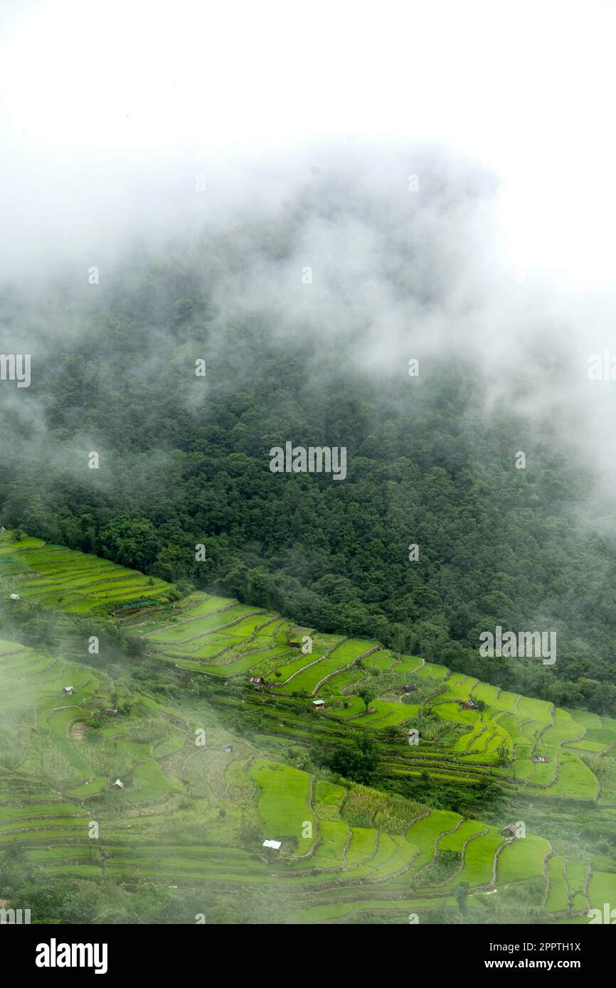 Terrace paddy fields, Khonoma Village, Nagaland, India. Khonoma, Asia’s ...