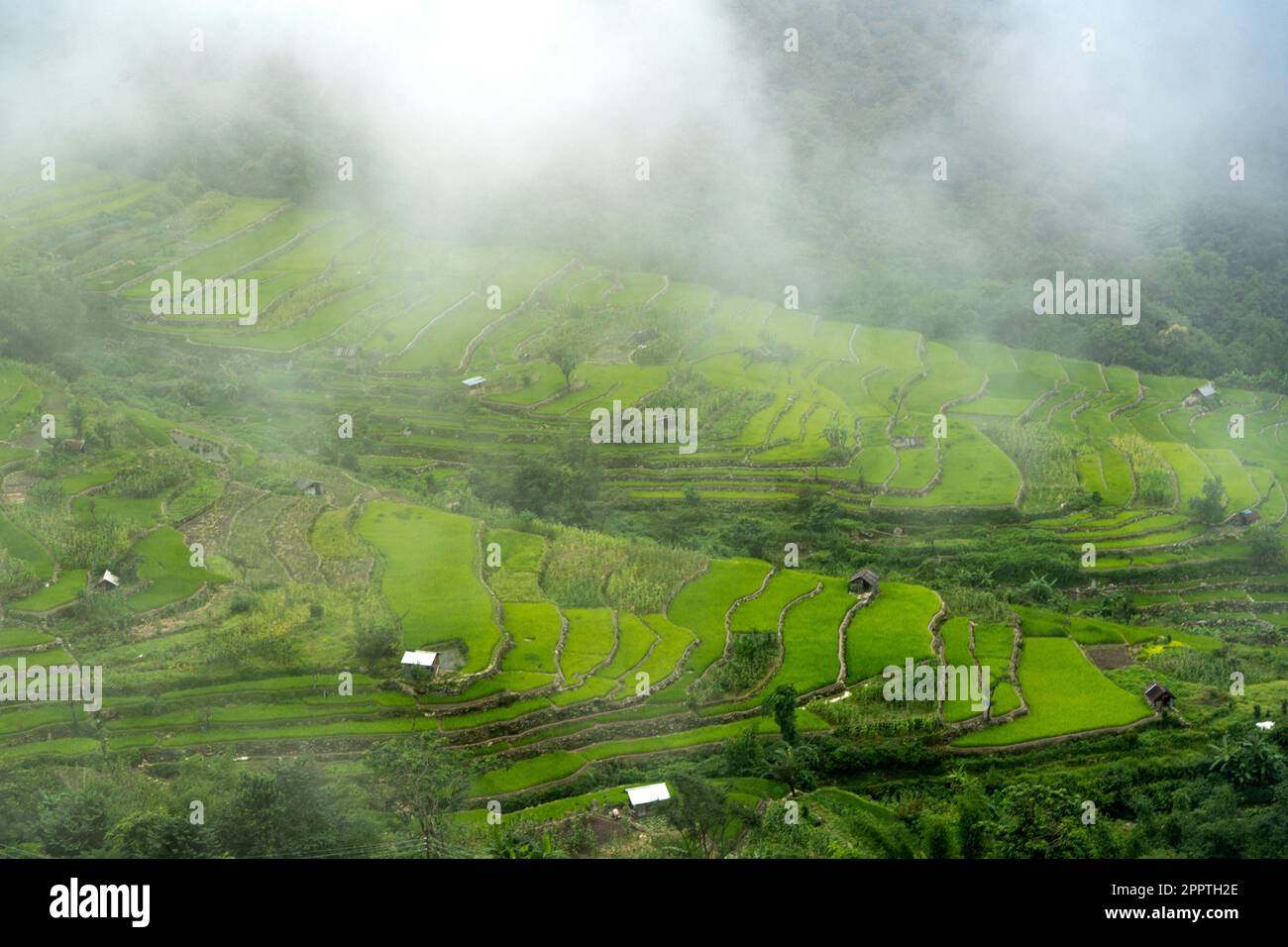 Terrace paddy fields, Khonoma Village, Nagaland, India. Khonoma, Asia’s ...