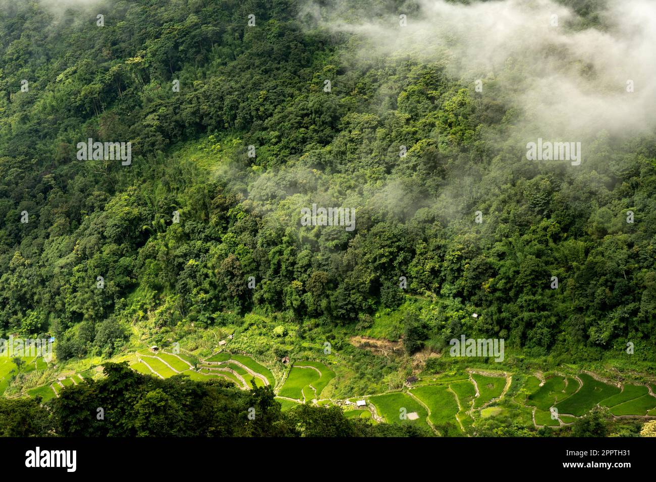 Terrace paddy fields, Khonoma Village, Nagaland, India. Khonoma, Asia’s ...