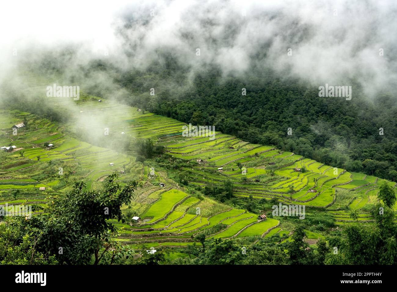 Terrace paddy fields, Khonoma Village, Nagaland, India. Khonoma, Asia’s ...