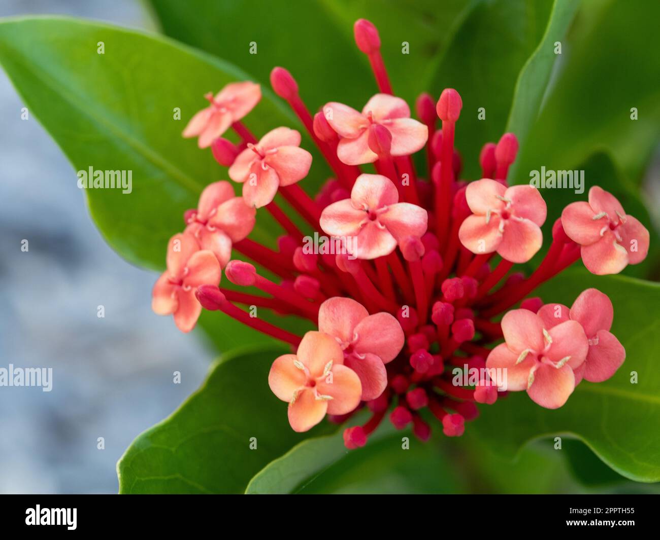 Ixora Coccinea ‘Coral Fire’ flowers, scarlet orange blooms and green leaves Stock Photo - Alamy