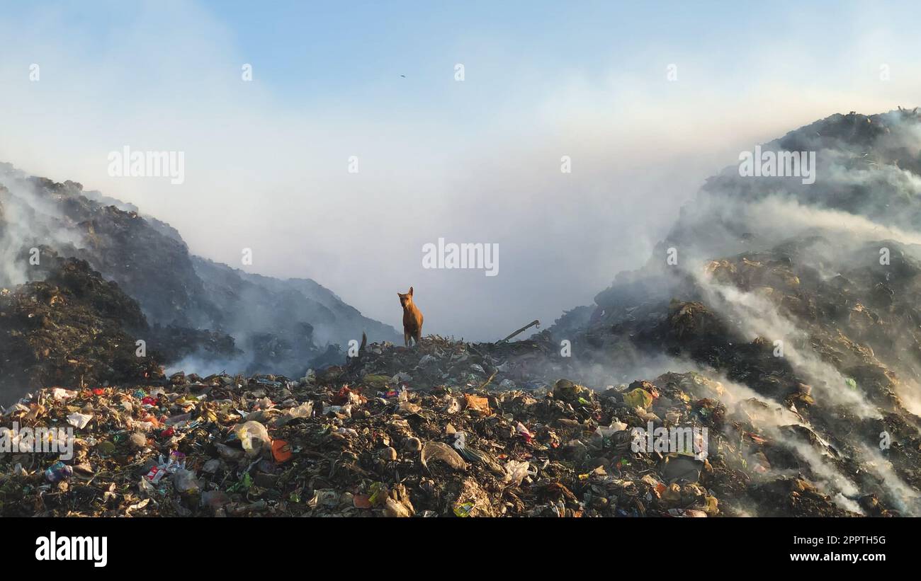 Toxic Landfills: Stray Dogs Scavenging for Food Amid Burning Garbage ...