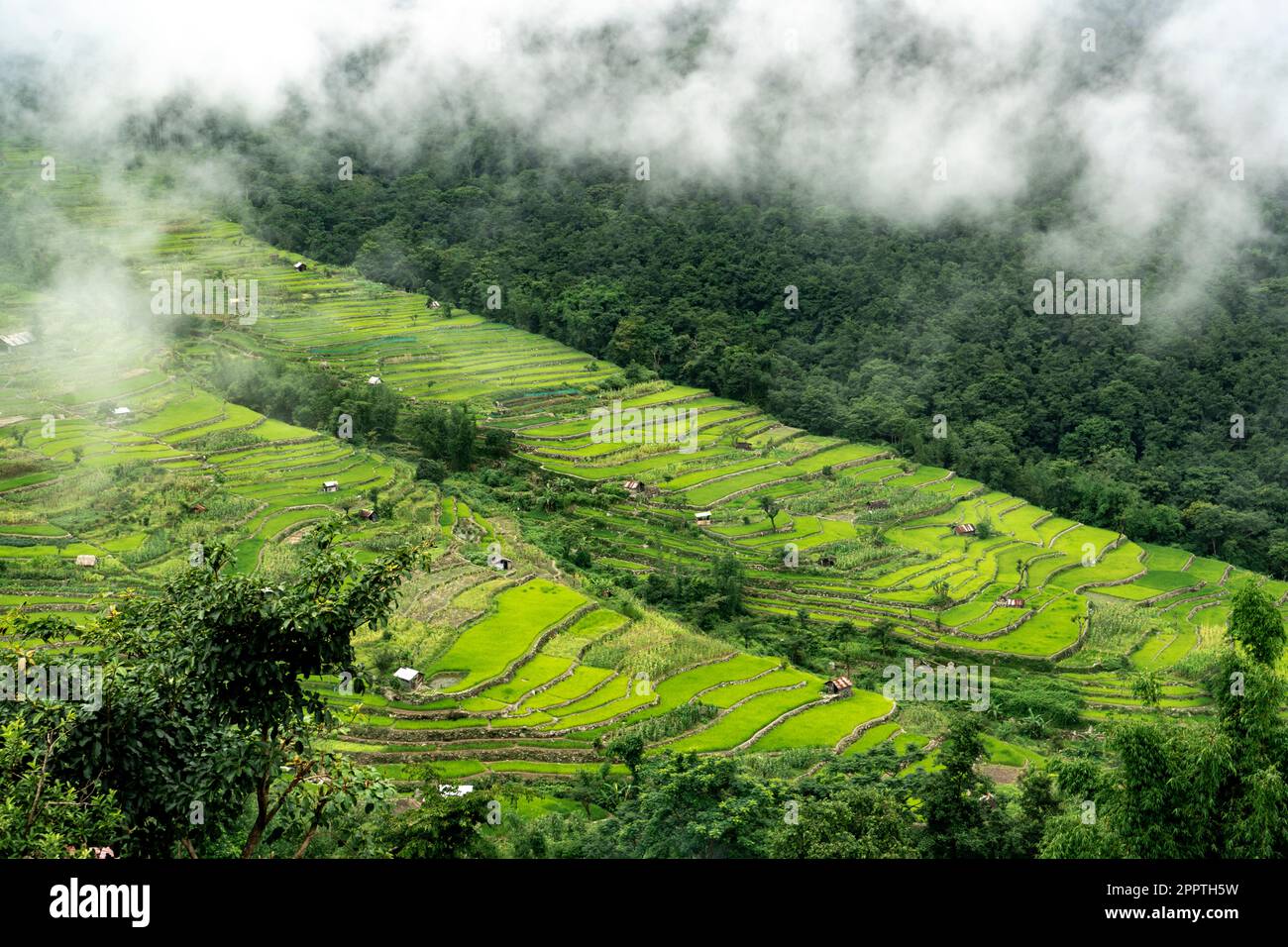 Terrace paddy fields, Khonoma Village, Nagaland, India. Khonoma, Asia’s ...