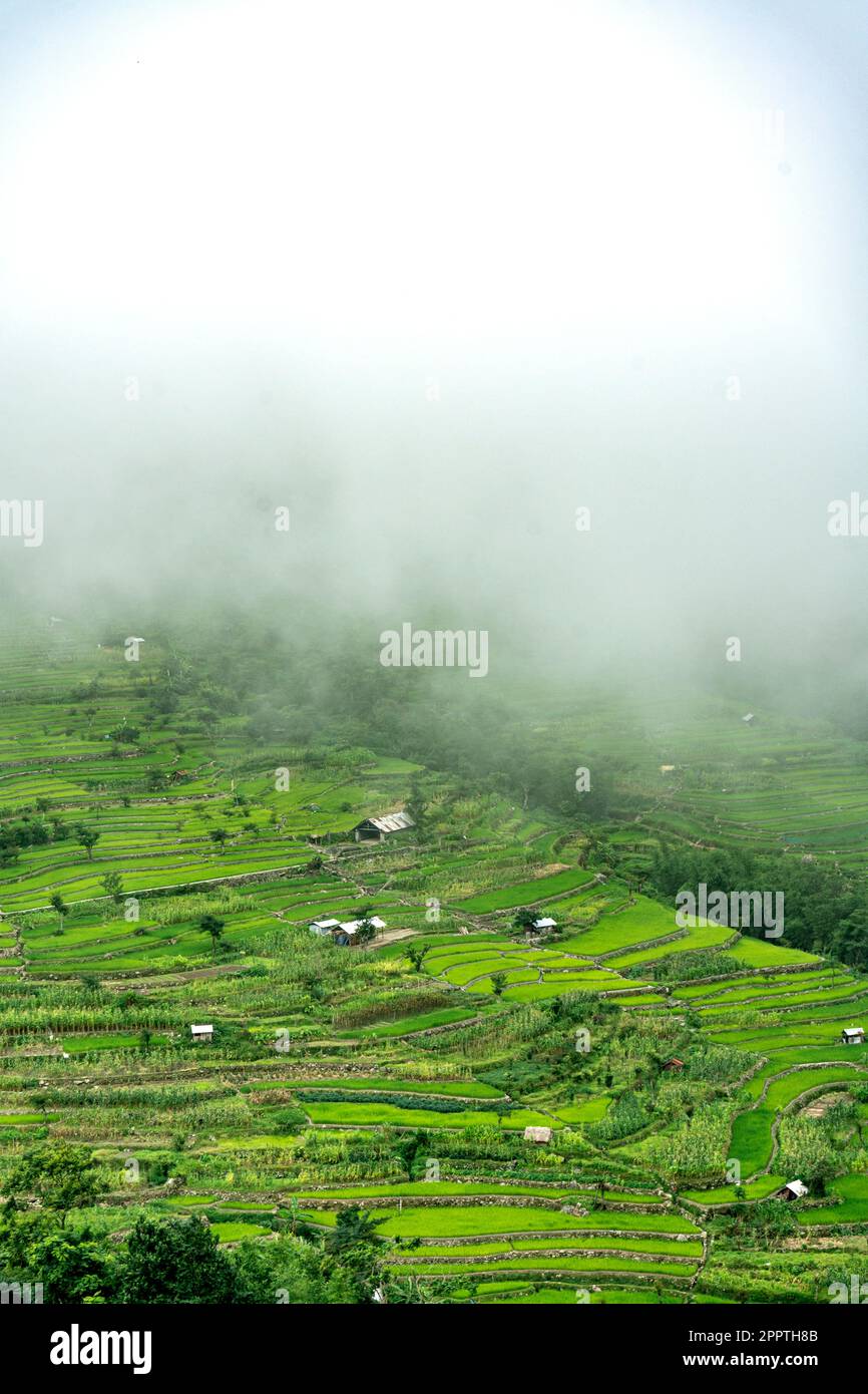 Terrace paddy fields, Khonoma Village, Nagaland, India. Khonoma, Asia’s ...