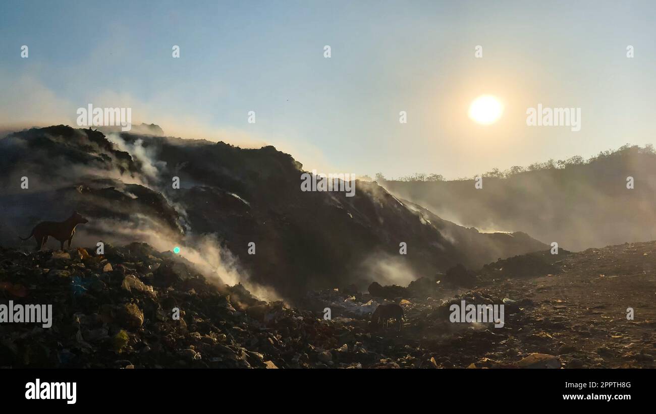 Toxic Landfills: Stray Dogs Scavenging for Food Amid Burning Garbage ...
