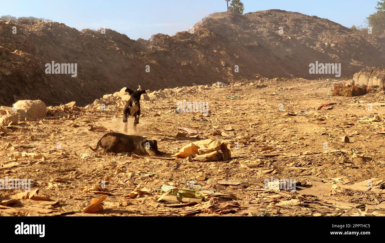 Stray dogs living and playing in the Dumping Ground Stock Photo - Alamy