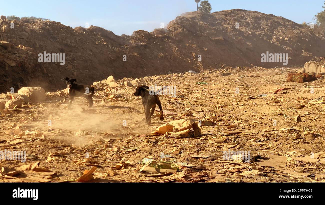 Stray dogs living and playing in the Dumping Ground Stock Photo - Alamy