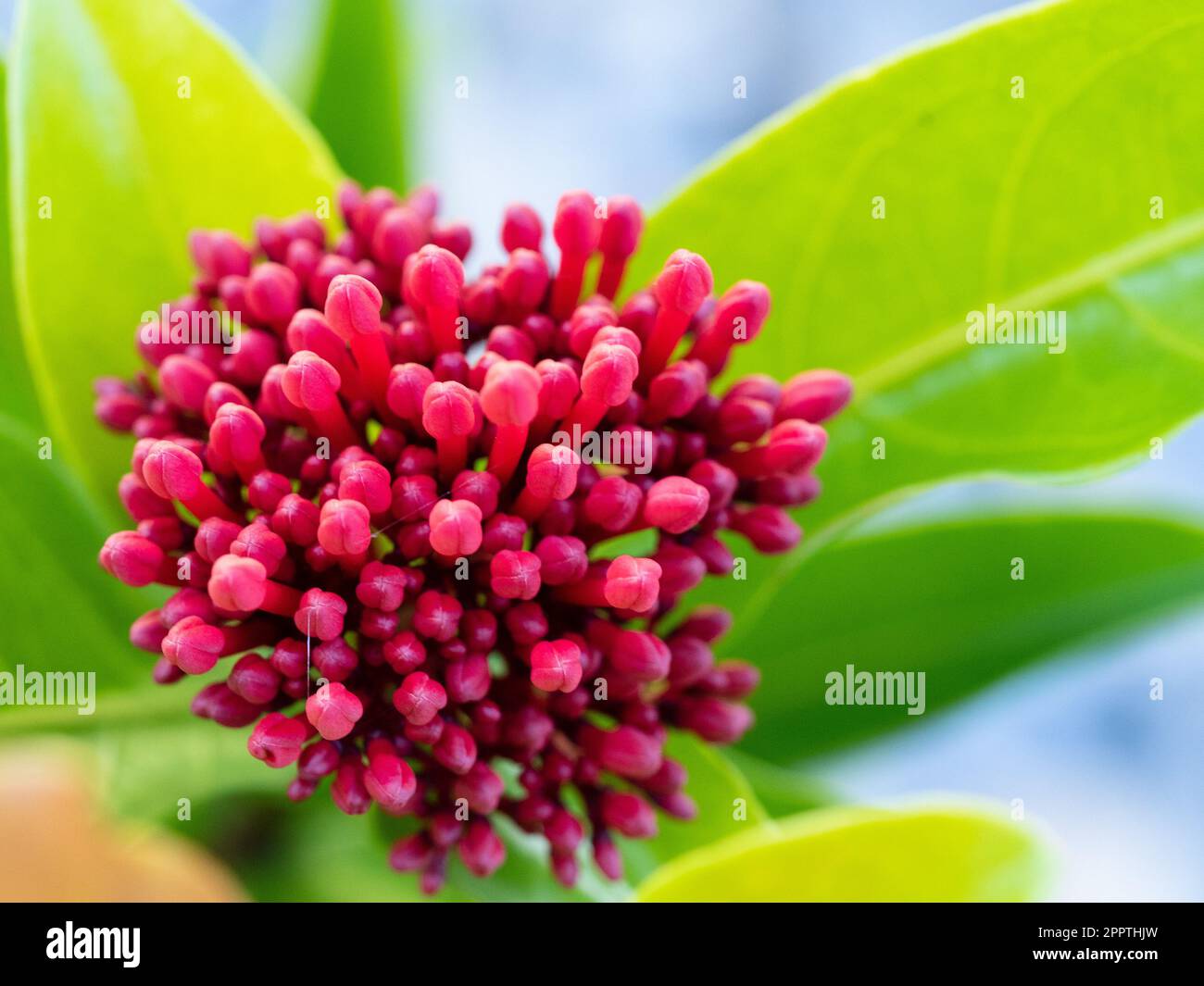 Ixora Coccinea ‘Coral Fire’ flower buds ready to bloom into scarlet ...