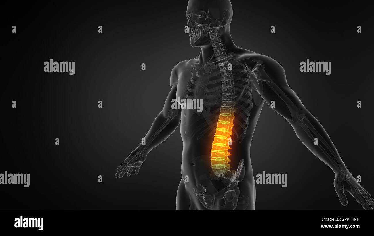 Anatomy of Human Spine. Lower back pain and human backache Stock Photo ...