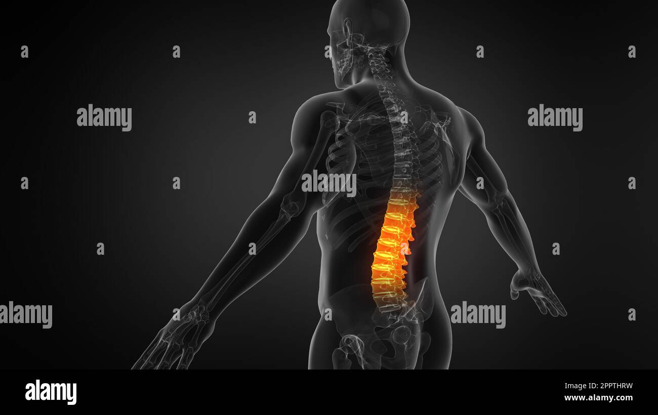 Anatomy of Human Spine. Lower back pain and human backache Stock Photo ...