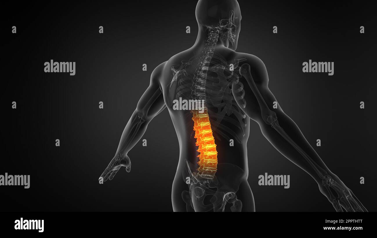 Anatomy of Human Spine. Lower back pain and human backache Stock Photo ...