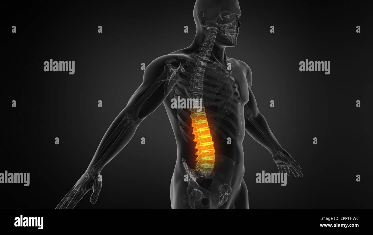 X ray human back spine hi-res stock photography and images - Alamy