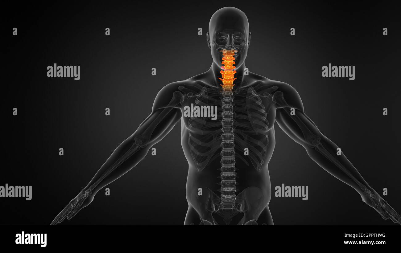 Anatomy of Human Spine. Neck pain Stock Photo - Alamy