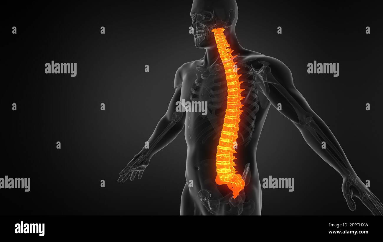 Anatomy of Human Spine Structure Stock Photo - Alamy