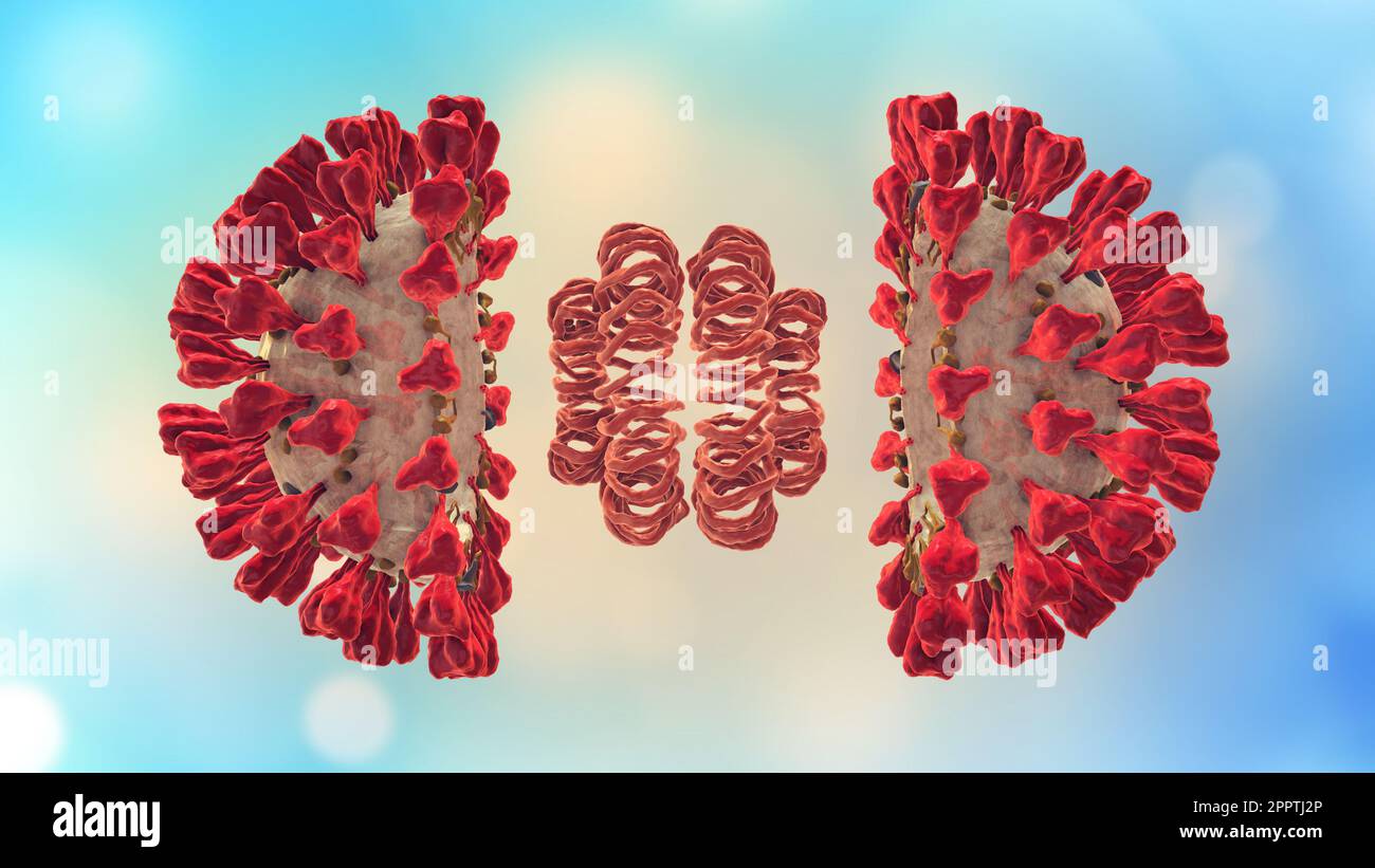 Coronavirus, SARS-CoV-2, 2019 nCoV virus Particles. Virus structure ...
