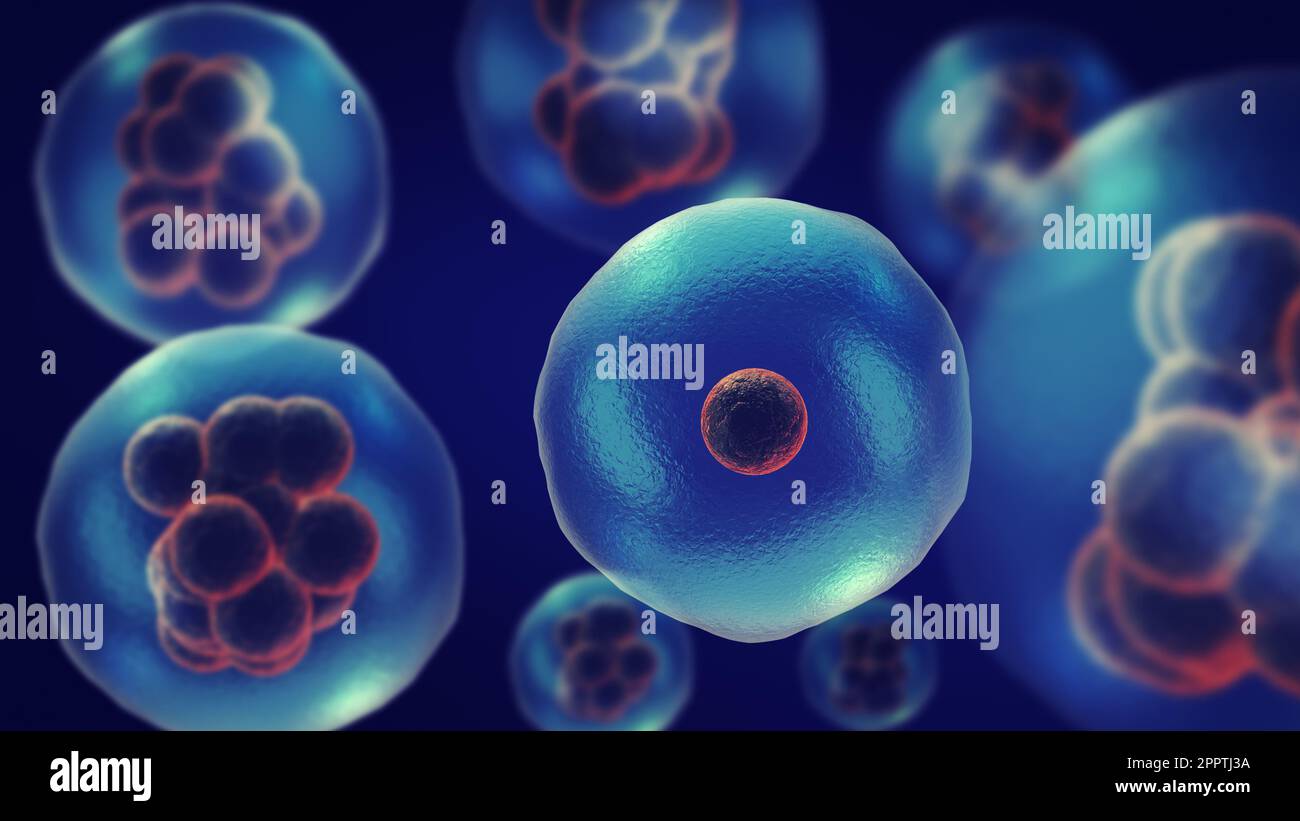 Cells dividing hi-res stock photography and images - Alamy