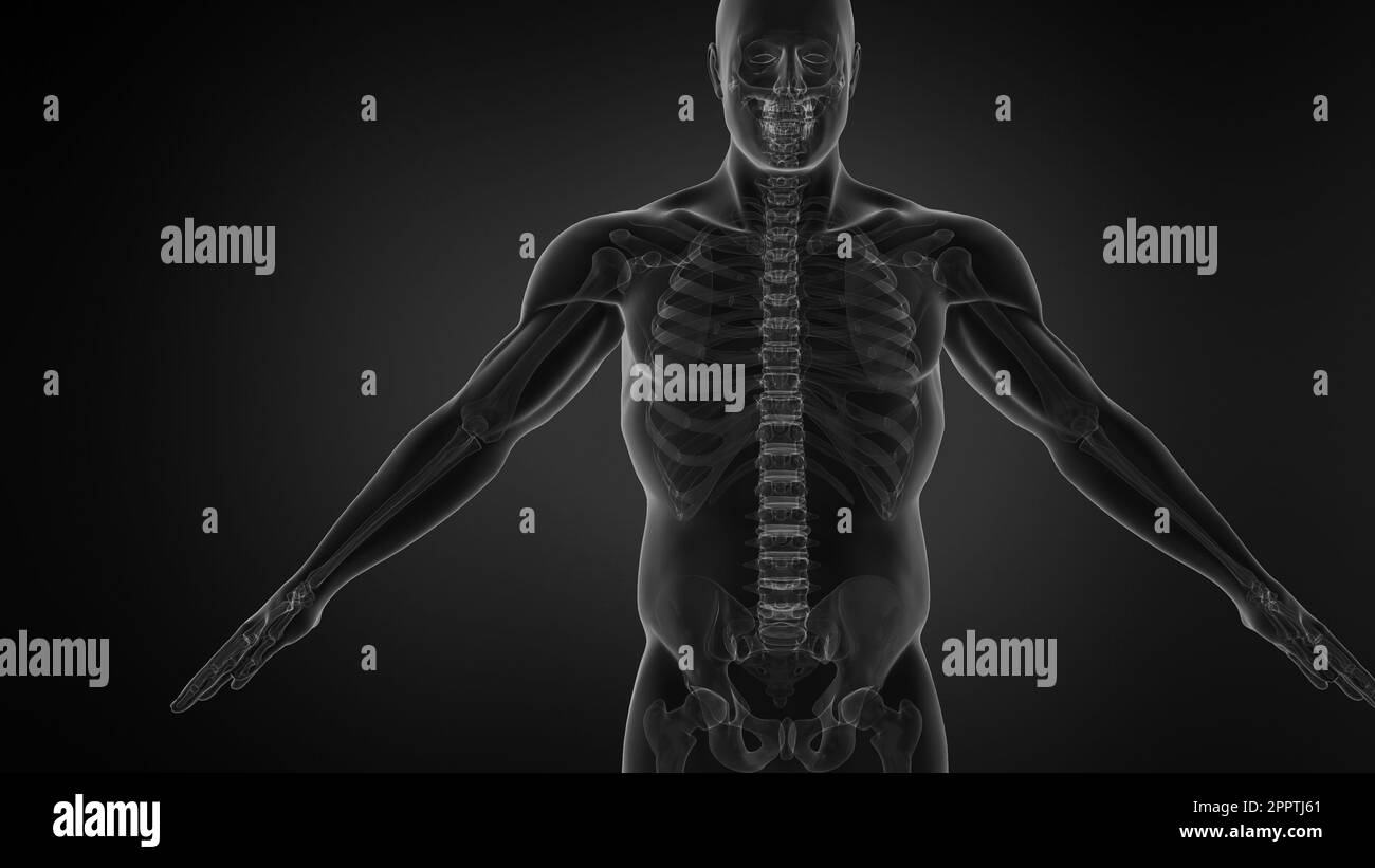 Human Anatomy Animation Showing Spine Structure Stock Photo - Alamy