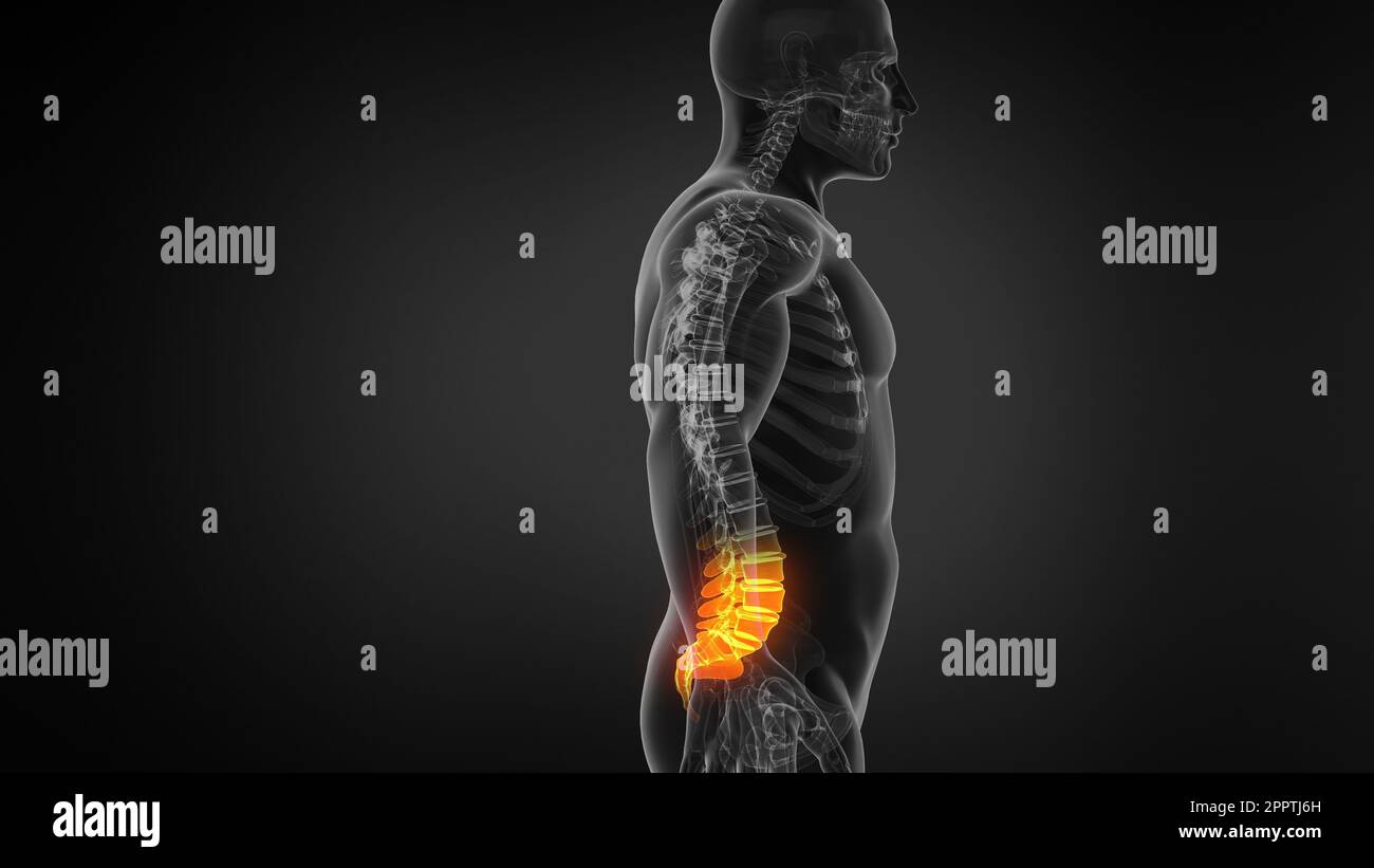 Human Anatomy Animation Showing Spine Structure Stock Photo - Alamy