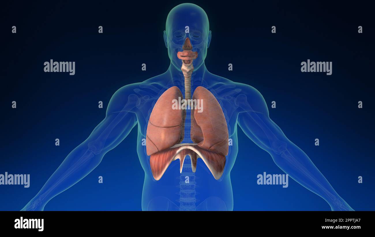 Medical 3d animation of the human lung inside human body with its parts ...