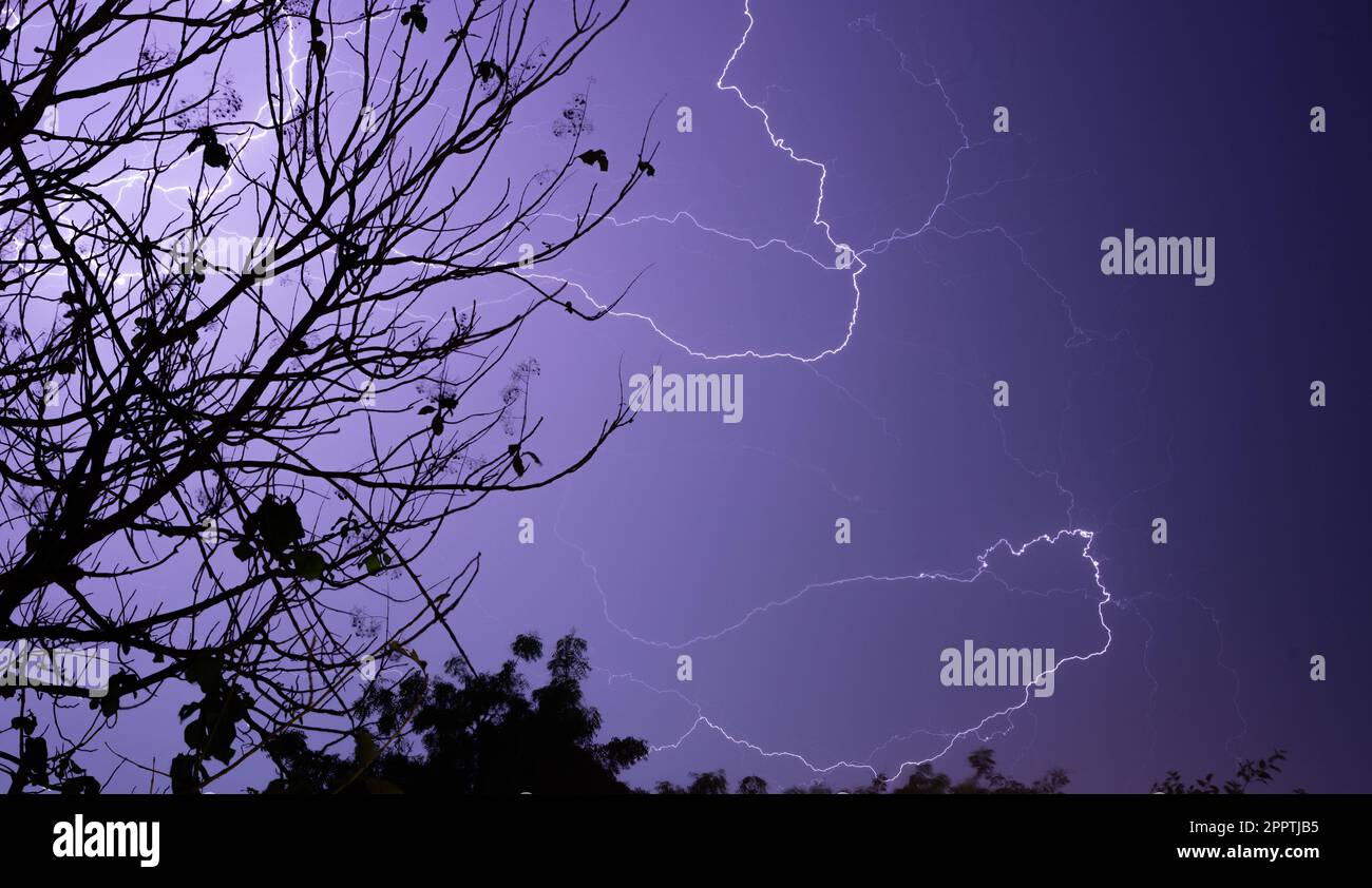 A lightening thunder strikes in blue night sky behind a silhouette tree ...