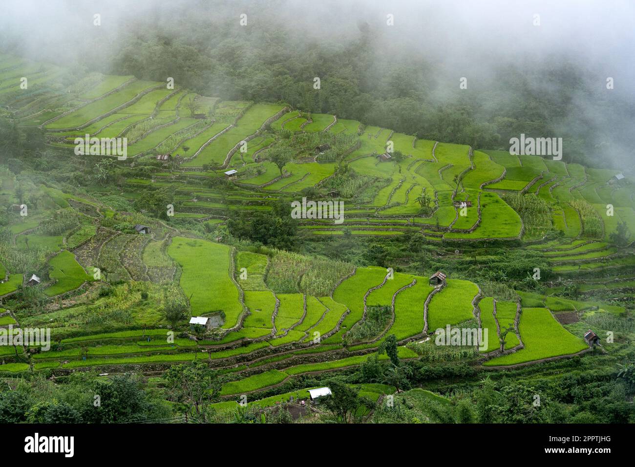 Terrace paddy fields, Khonoma Village, Nagaland, India. Khonoma, Asia’s ...