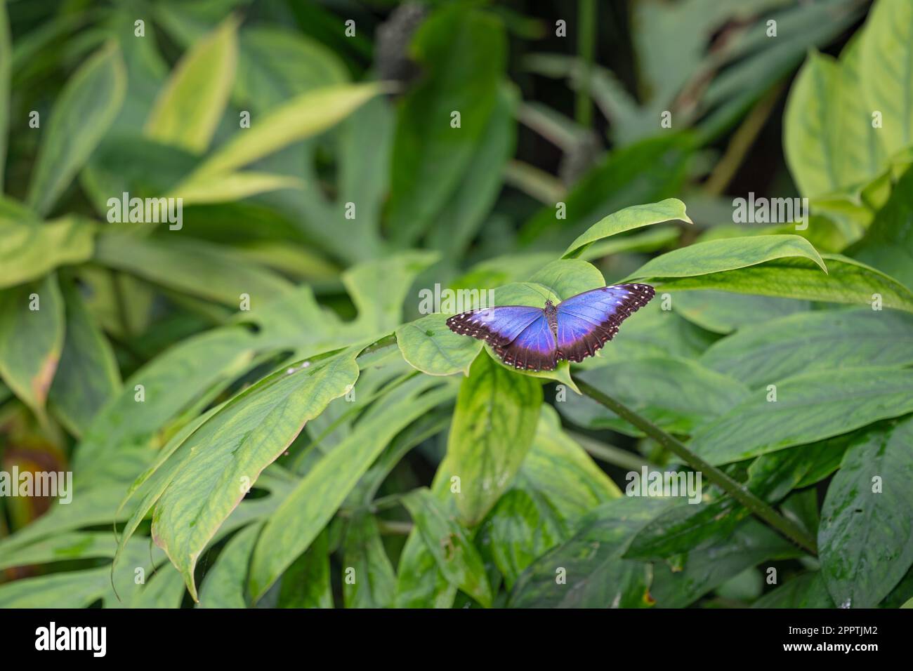 Metallic Blue Morpho butterfly on a leaf Stock Photo - Alamy