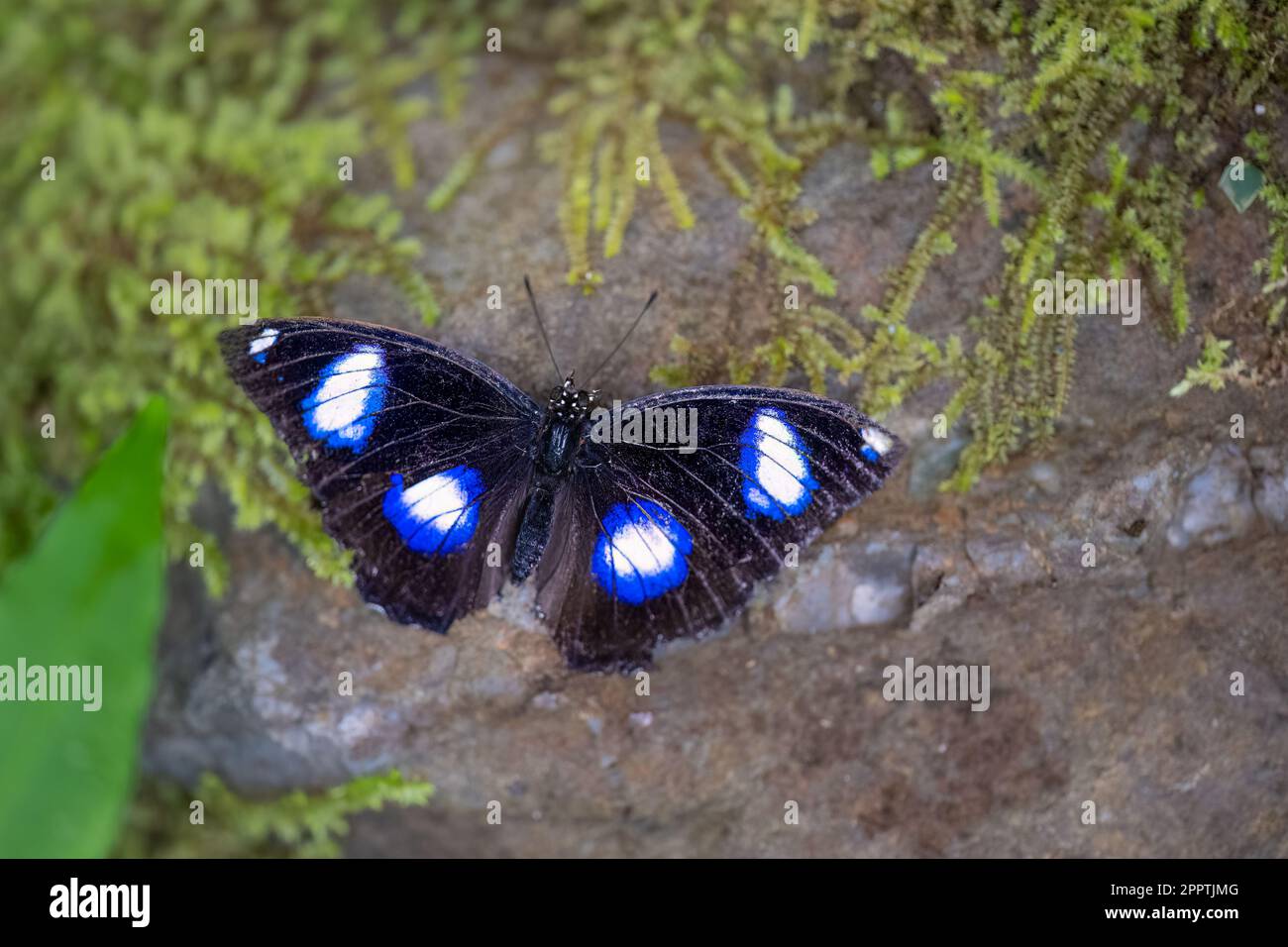 Blue moon butterfly, Hypolimnas bolina, Czech Botanical garden Stock ...