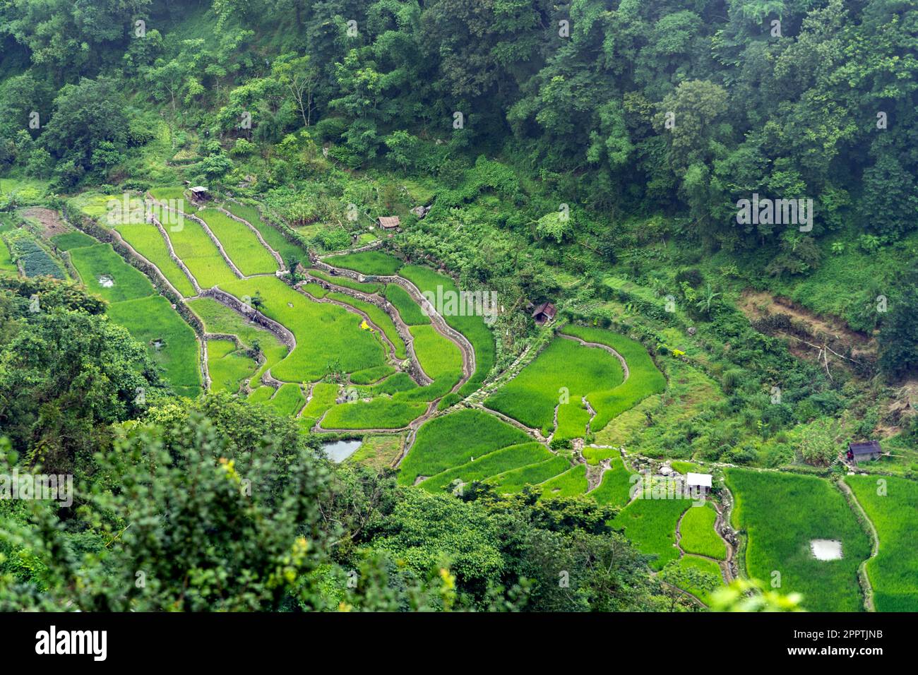 Terrace paddy fields, Khonoma Village, Nagaland, India. Khonoma, Asia’s ...