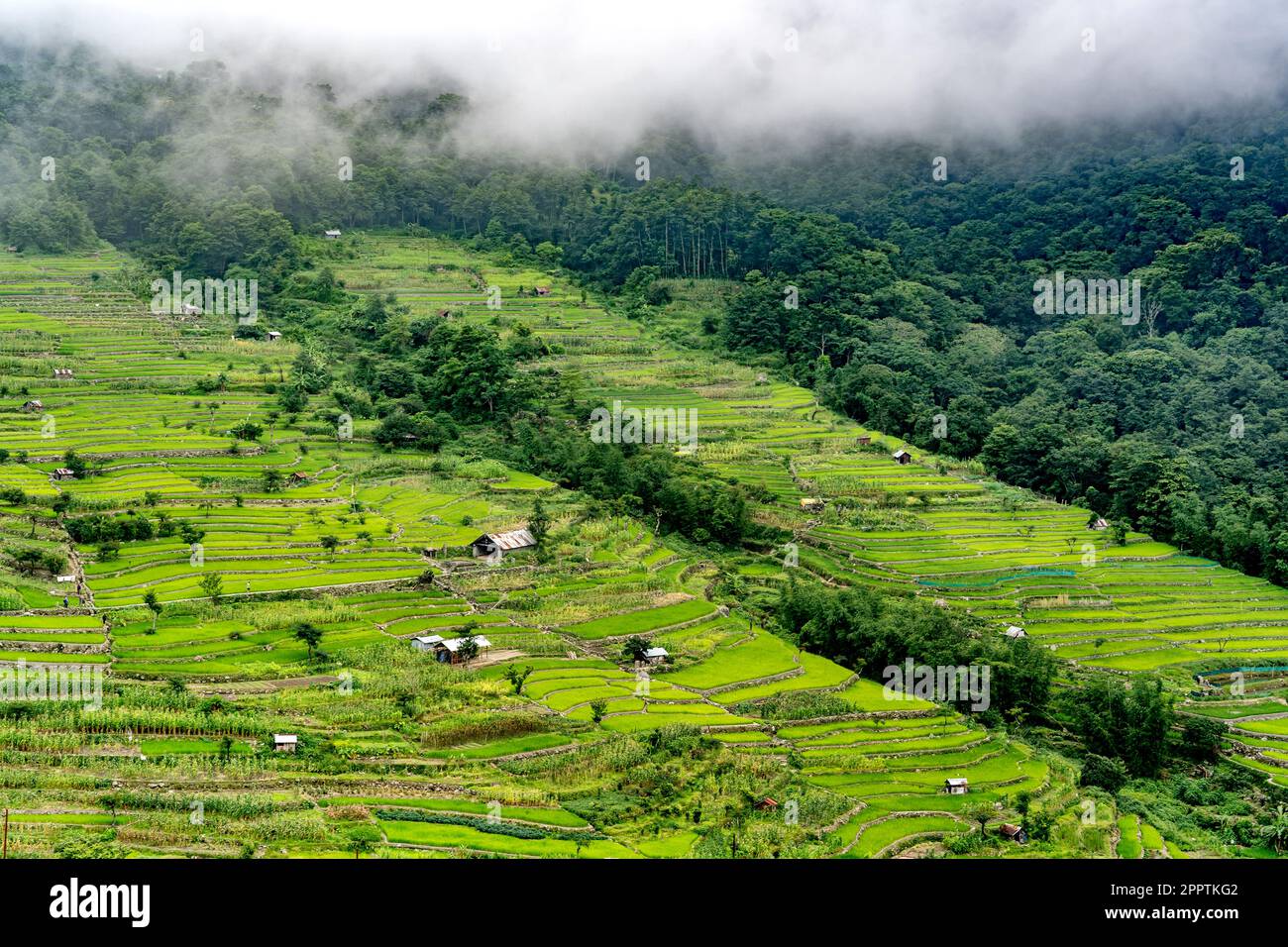 Terrace paddy fields, Khonoma Village, Nagaland, India. Khonoma, Asia’s ...