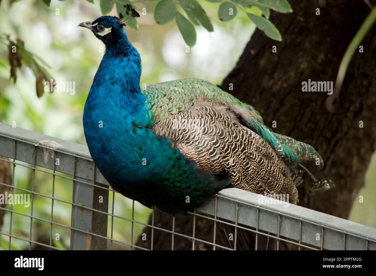 Peacocks Are Large Colorful Blue Pheasants Known For Their Iridescent