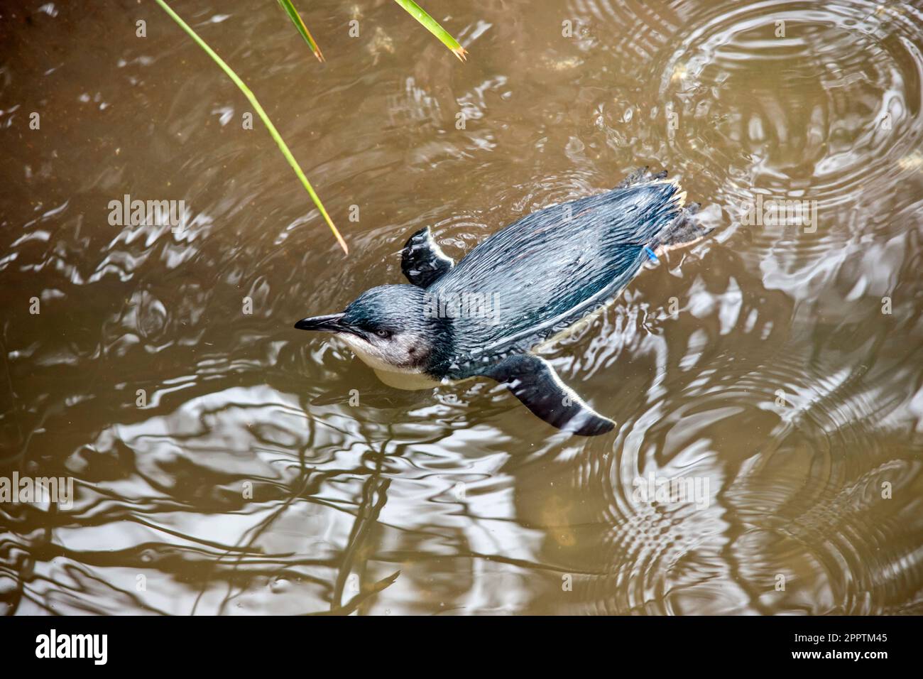 the penguin has a white chest and black body, it can not fly Stock ...