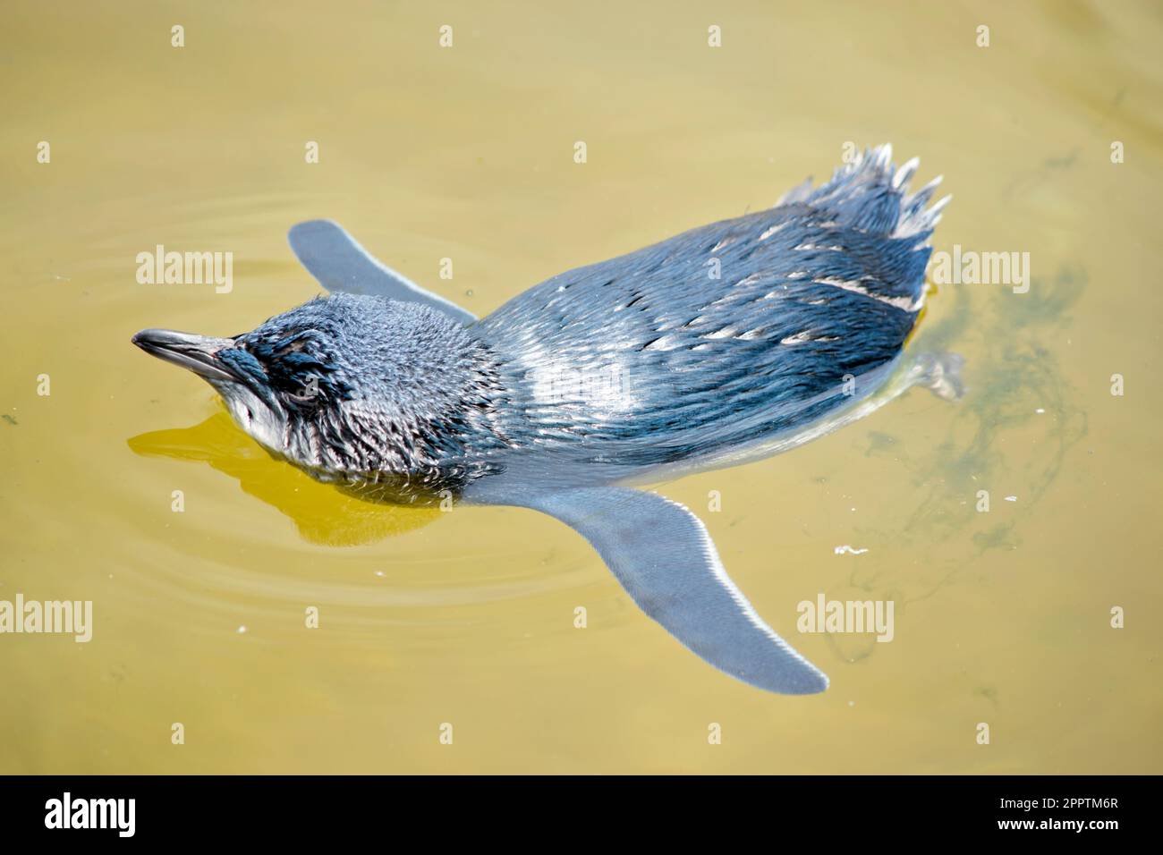 the fairy penguin is a black and white bird that cannot fly Stock Photo ...