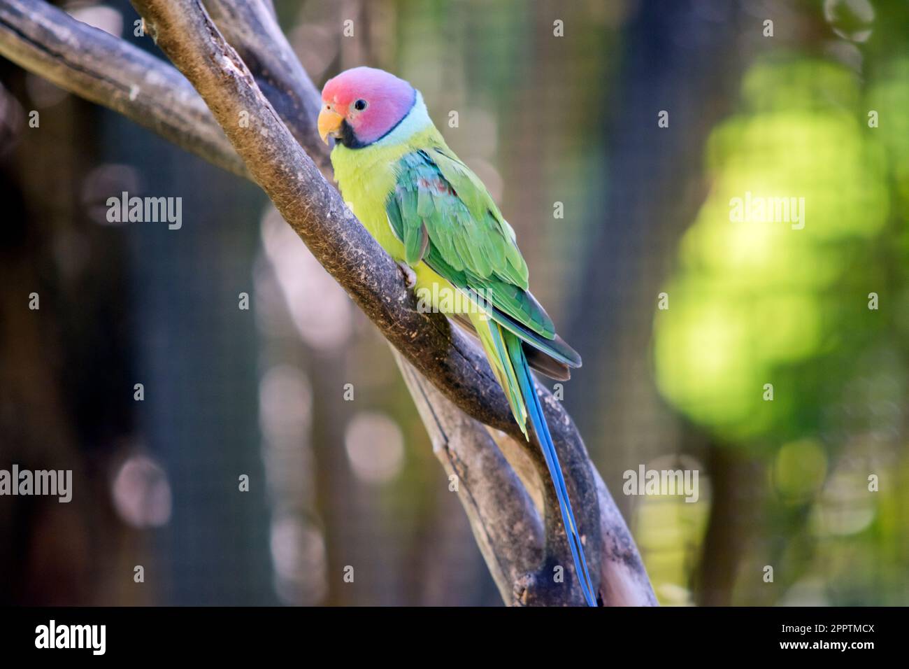 the plum headed parakeet has a green body and wings with a plum colored ...