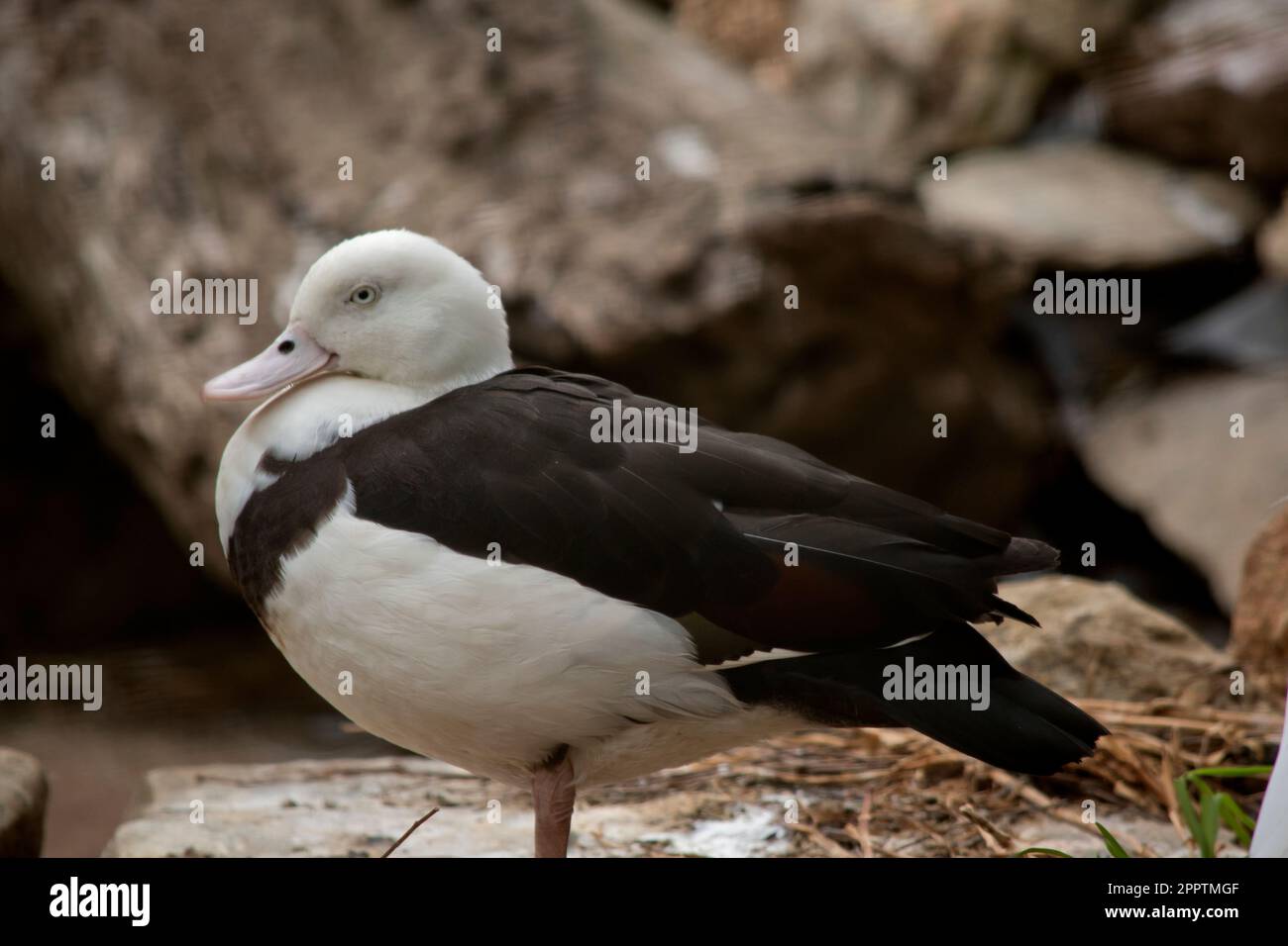 The Radjah Shelduck is white with a chestnut band across its chest. Its ...