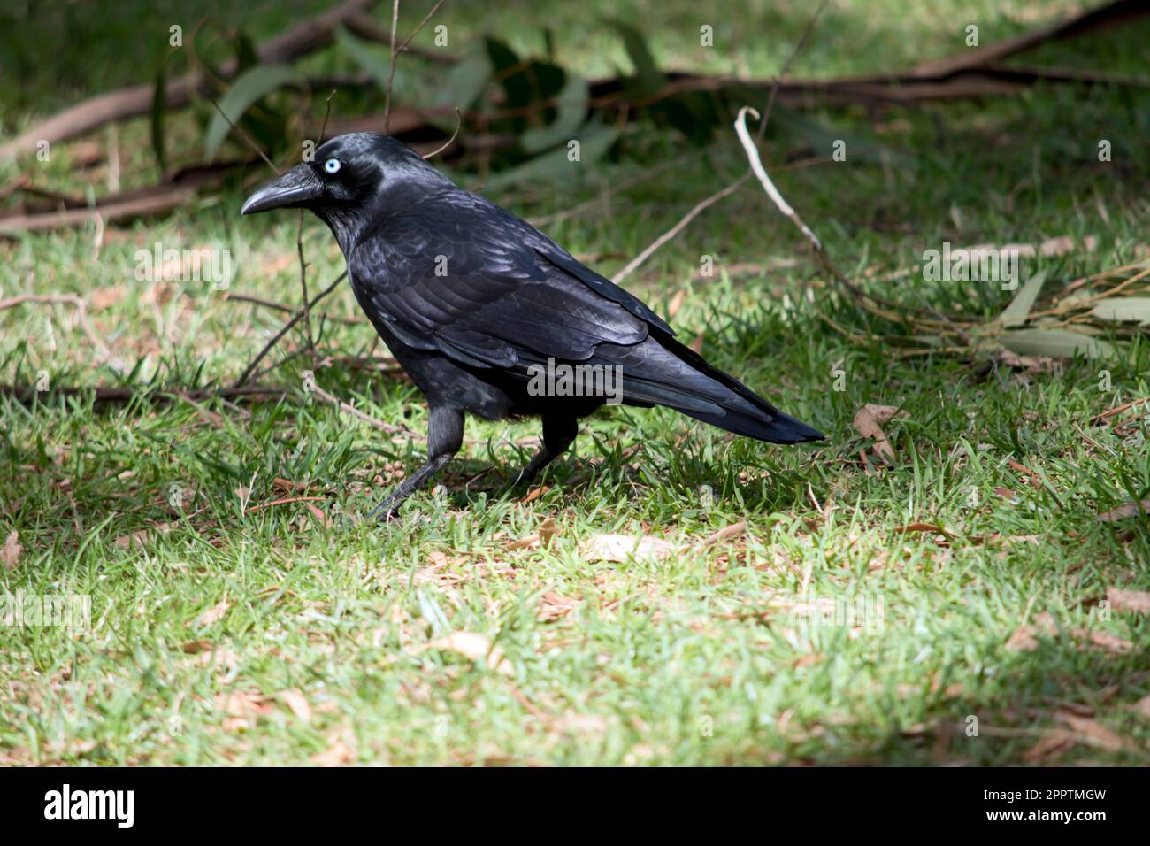 Australian Ravens are black with white eyes in adults. The feathers on ...