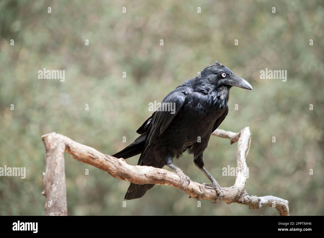 Black bird species hi-res stock photography and images - Alamy