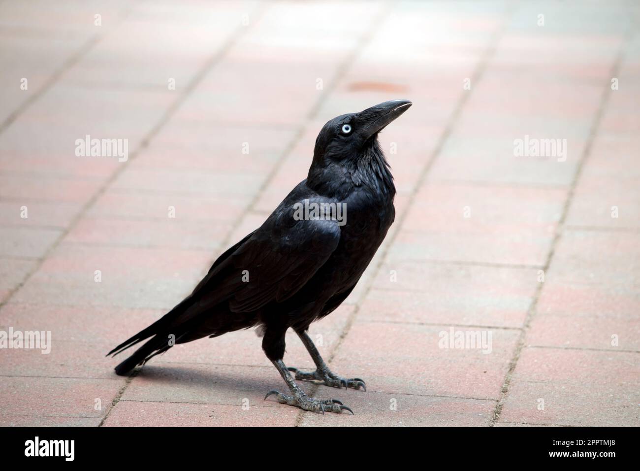 Australian Ravens are black with white eyes in adults. The feathers on ...