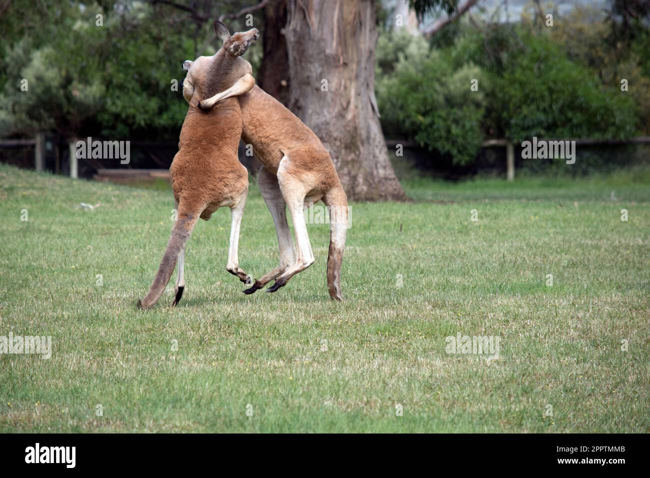 the two male kangaroos are fighting over who will end up mating with ...