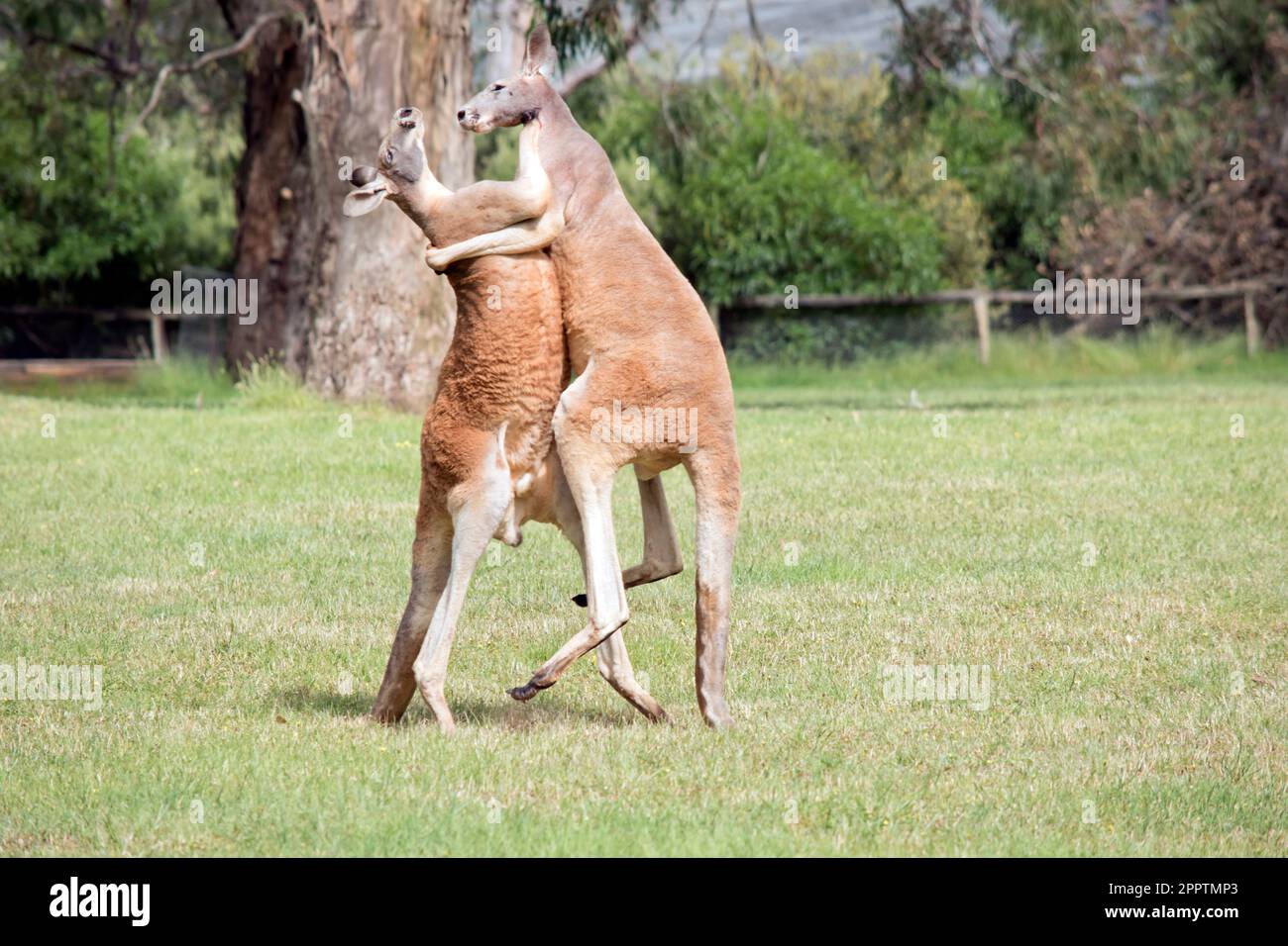 the two male kangaroos are fighting over who will end up mating with ...