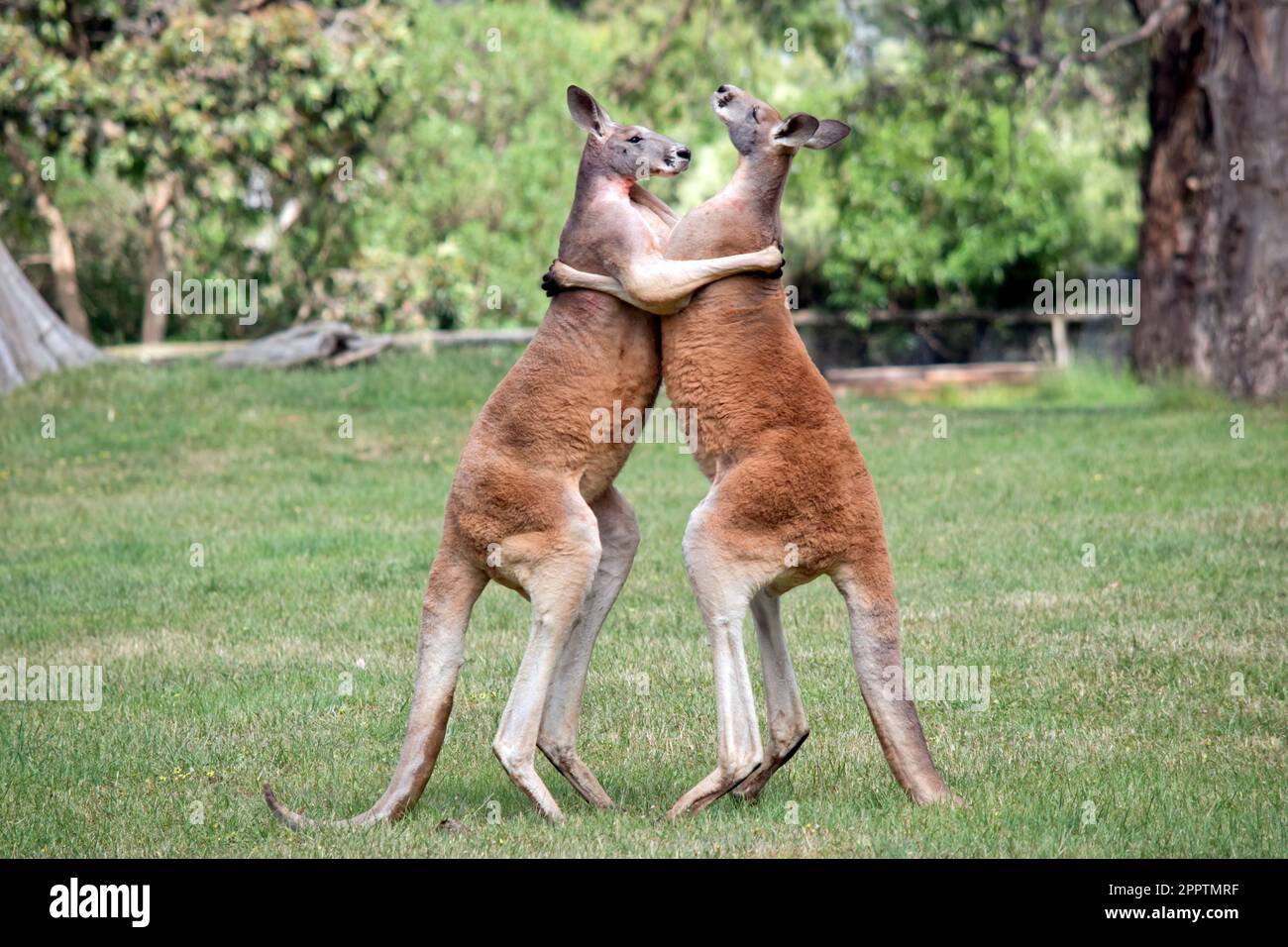 the two male red kangaroos are fighting for the dominant position in ...